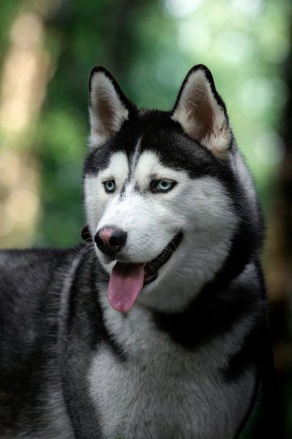 Portrait Huski in the Forest Stock Image - Image of forest, animal ...