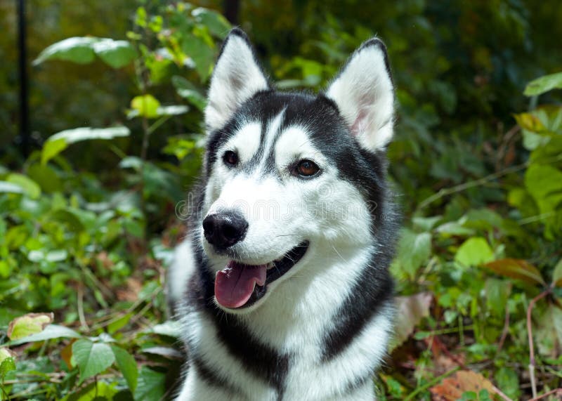 Portrait of a Husky dog stock image. Image of freedom - 24934959