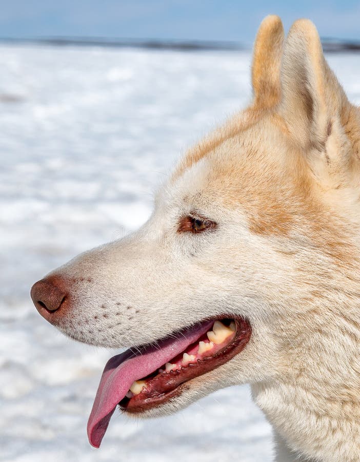 Portrait of Husky in Iceland Stock Photo - Image of canine, malamute ...