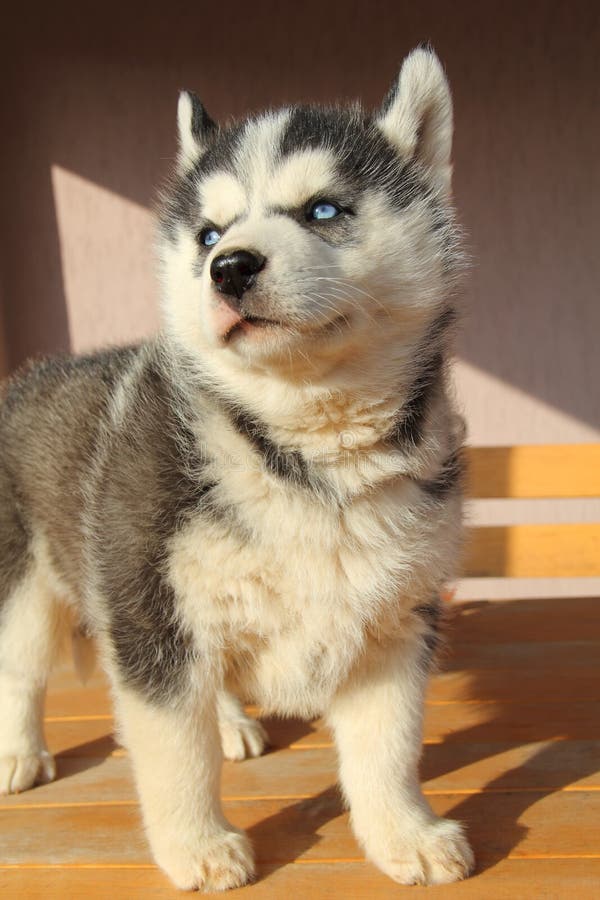 Portrait of husky puppy stock photo. Image of puppy, poses - 34882816