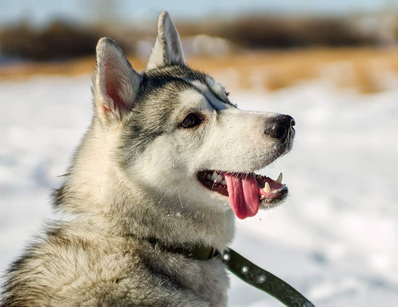Portrait of Husky Puppy in Winter in Snow Stock Photo - Image of animal ...