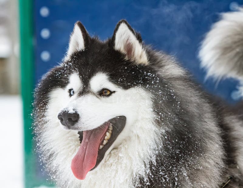 Portrait of a Husky in the Snow. Stock Photo - Image of snow, doggy ...