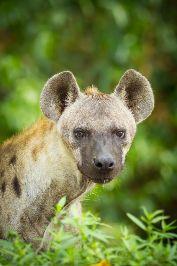 The portrait of Hyena stock photo. Image of safari, desert - 29668992