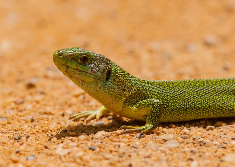 Portrait of an Iberian Emerald Lizard Stock Photo - Image of cautious ...