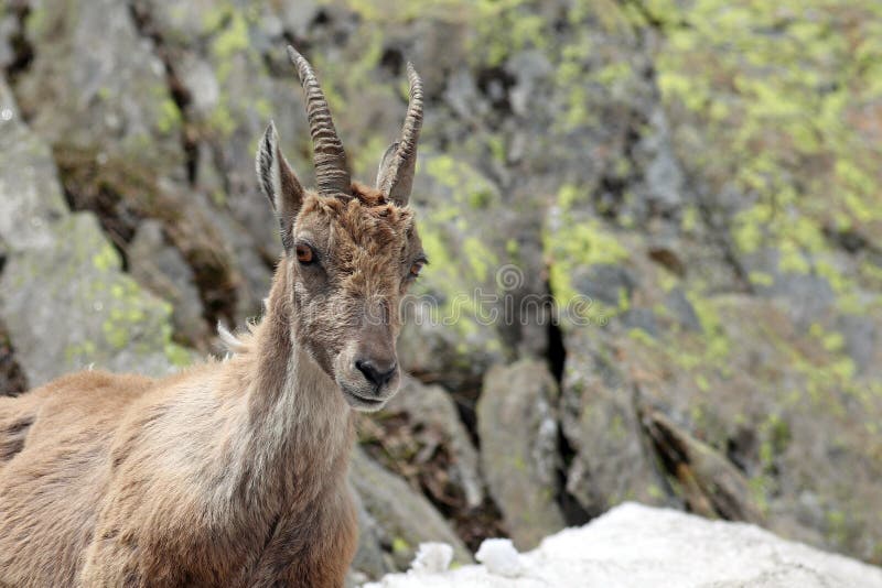 Portrait of an ibex stock image. Image of cliffs, altitude - 94152541