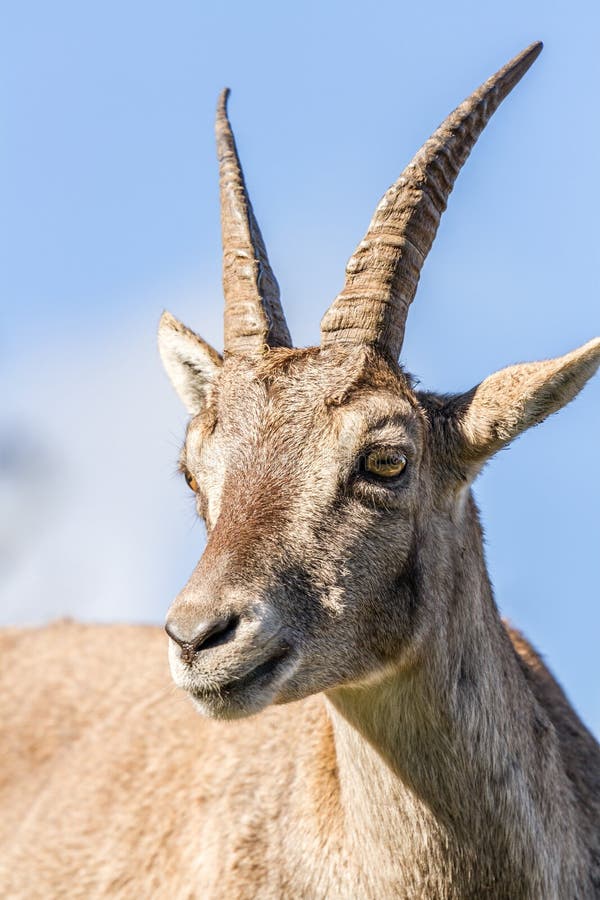 2,596 Ibex Head Stock Photos - Free & Royalty-Free Stock Photos from ...