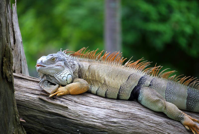 Portrait of iguana stock photo. Image of macro, staring - 32234078