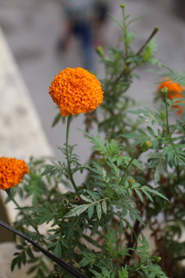 A Portrait Image of Genda Flower. Stock Image - Image of greenery ...