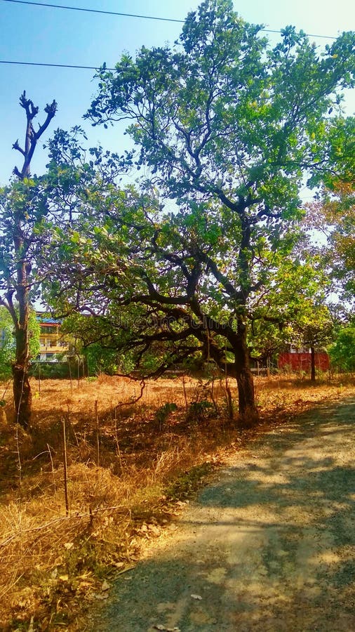 The Portrait Image of Tree Click at Evening Stock Image - Image of ...