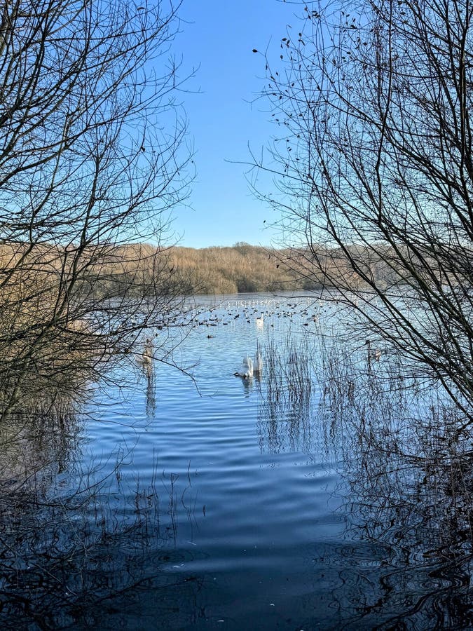 Portrait Image of View through Bare Tree Branches To Lake Beyond in ...