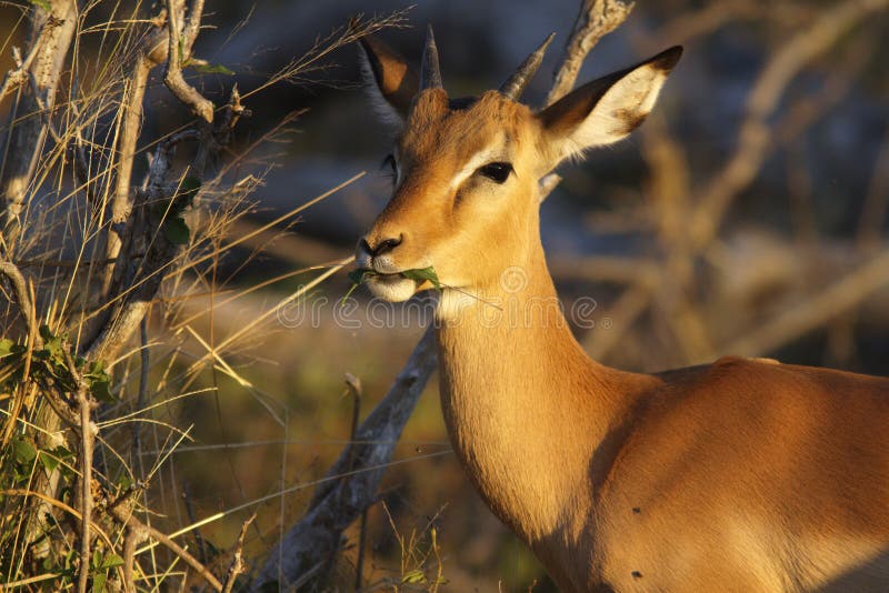 Portrait of impala stock image. Image of grass, impala - 25269131