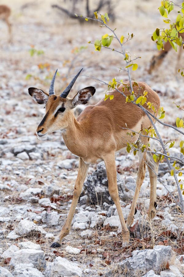 Impala antelope, namibia stock photo. Image of african - 54423526