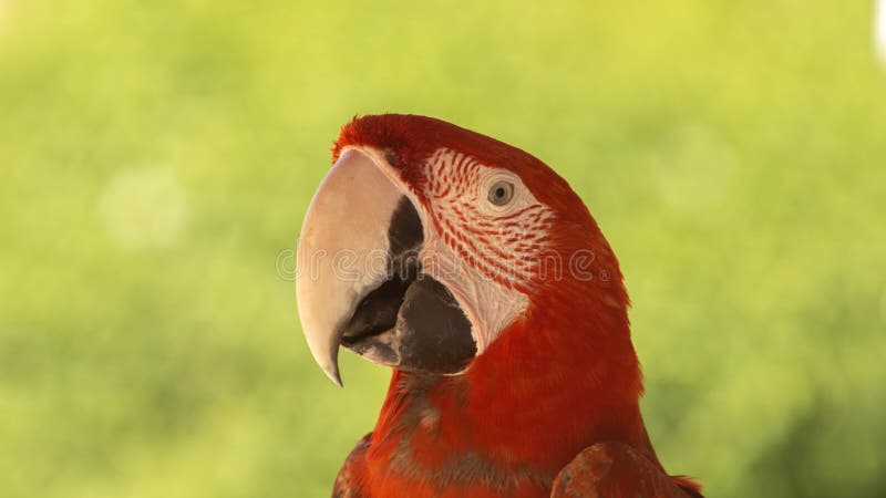 Portrait of an Incredibly Beautiful Red Macaw Stock Image - Image of ...