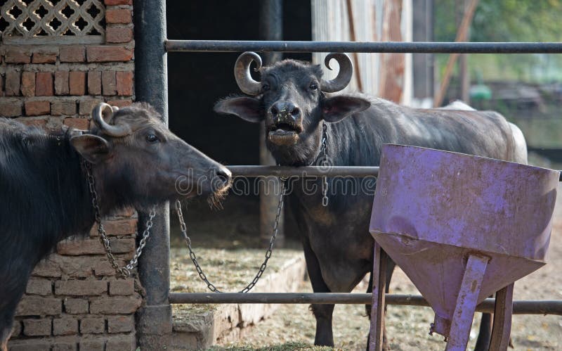 Portrait of Indian Buffalo. Rajasthan Stock Image - Image of authentic ...
