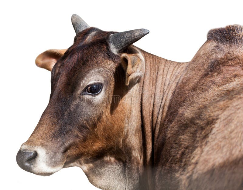 Portrait of Indian Cows, Isolated Stock Photo - Image of cattle ...