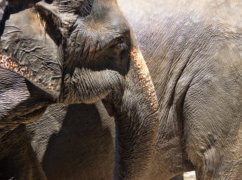Portrait of an Indian Elephant Stock Photo - Image of astraddle ...