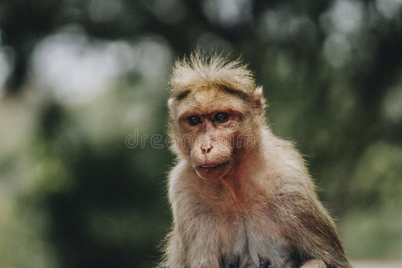 Indian Macaque Monkey in Tamil Nadu, Madurai Stock Photo - Image of ...