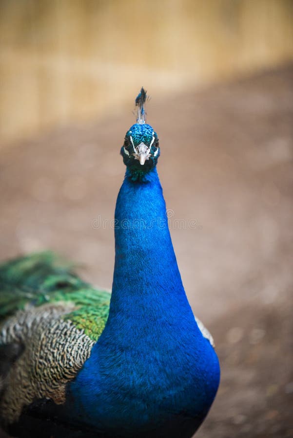 Portrait of an Indian Peacock Front View Outside Stock Photo - Image of ...