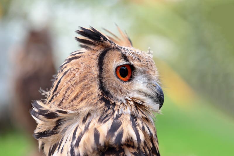 Portrait of an Indian Rock Eagle-owl Stock Photo - Image of falconry ...
