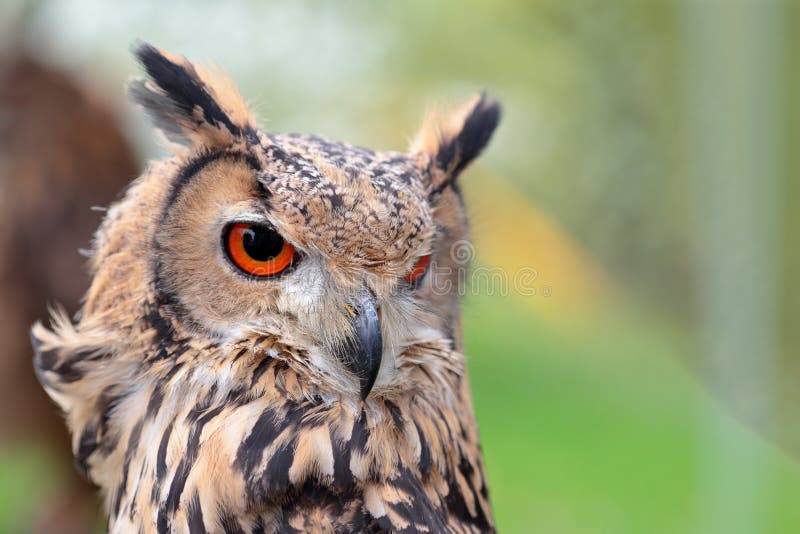 Portrait of an Indian Rock Eagle-owl Stock Image - Image of eagle, beak ...