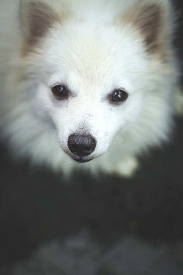 Portrait of Indian Spitz Dog. White Pomeranian Dog Spitz Stock Photo ...
