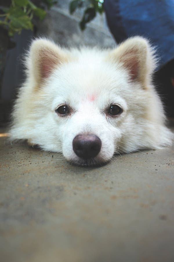 Portrait of Indian Spitz Dog. White Pomeranian Dog Spitz Stock Image ...