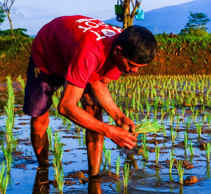 Portrait of Indonesia Farmer. Sumedang,West Java,Indonesia (18-04-2021 ...
