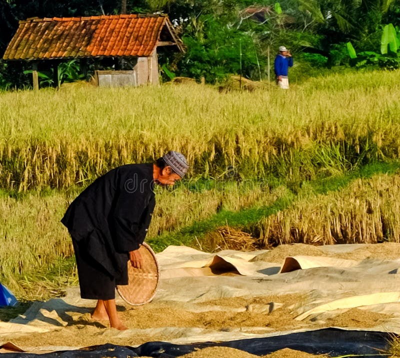 Portrait of Indonesian Farmer in Rice Field,Sumedang,West Java ...