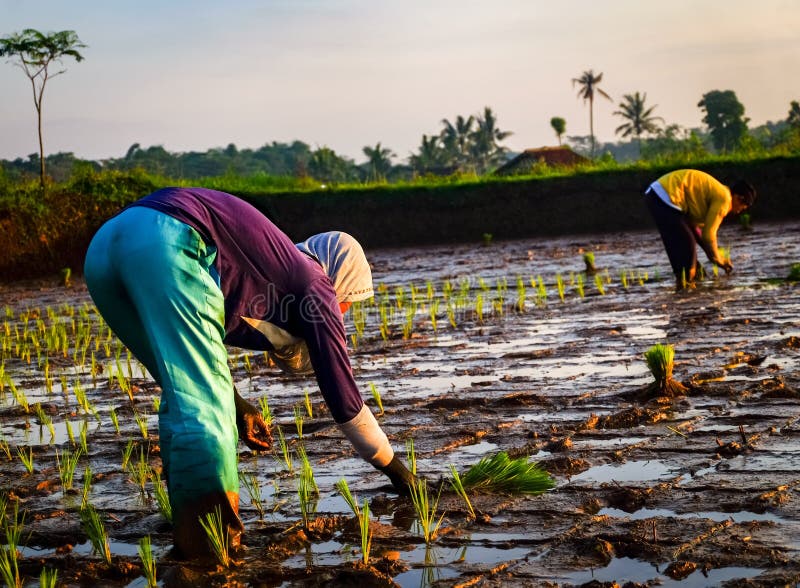 Portrait of Indonesian Farmer in Rice Fields. Sumedang,West Java ...