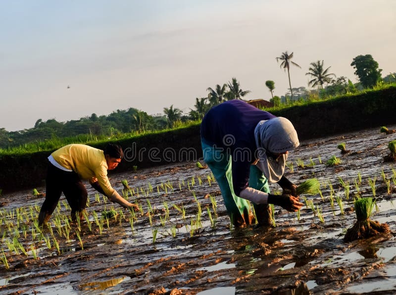 Portrait of Indonesian Farmer in Rice Fields. Sumedang,West Java ...