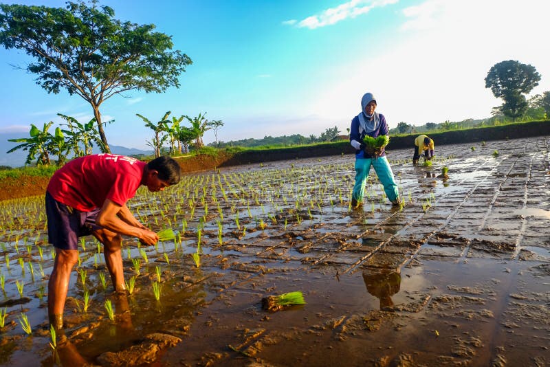Portrait of Indonesian Farmer in Rice Fields. Sumedang,West Java ...