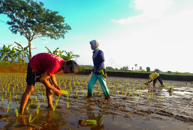 Portrait of Indonesian Farmer in Rice Fields. Sumedang,West Java ...