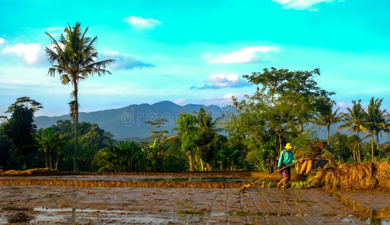 Portrait of Indonesian Farmer in Rice Fields. Sumedang,West Java ...