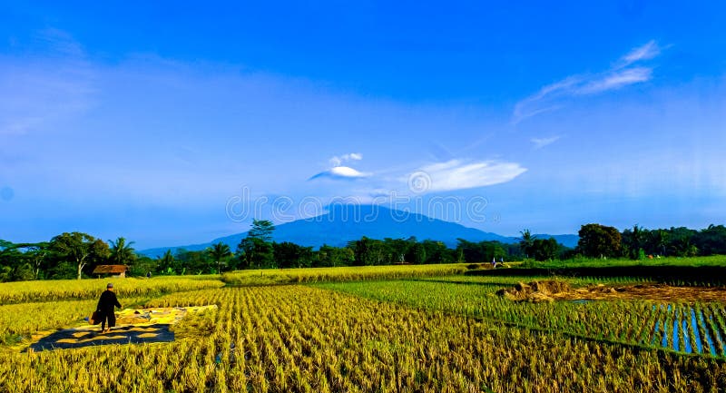 Portrait of Indonesian Farmer in Rice Fields. Sumedang,West Java ...