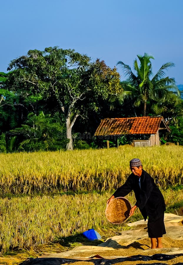 Portrait of Indonesian Farmer in Rice Fields. Sumedang,West Java ...