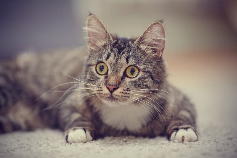 Portrait of the Interested Cat of a Striped Color Stock Photo - Image ...