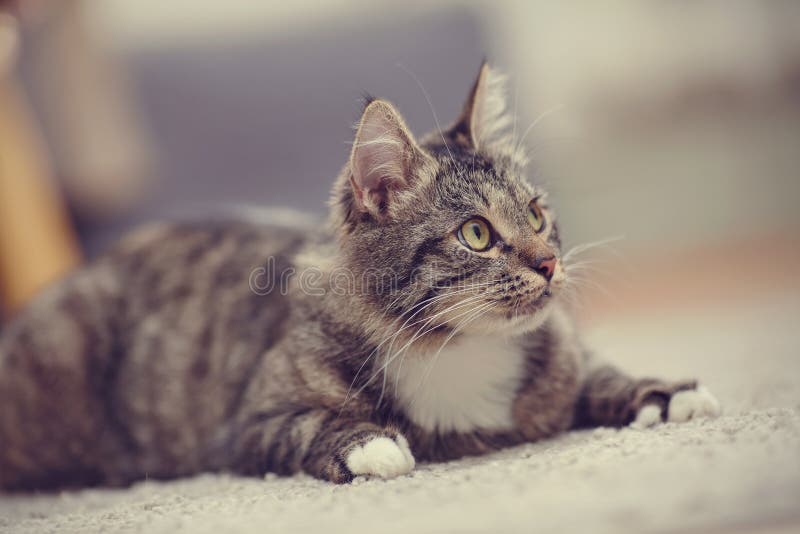 Portrait of the Interested Cat of a Striped Color Stock Photo - Image ...