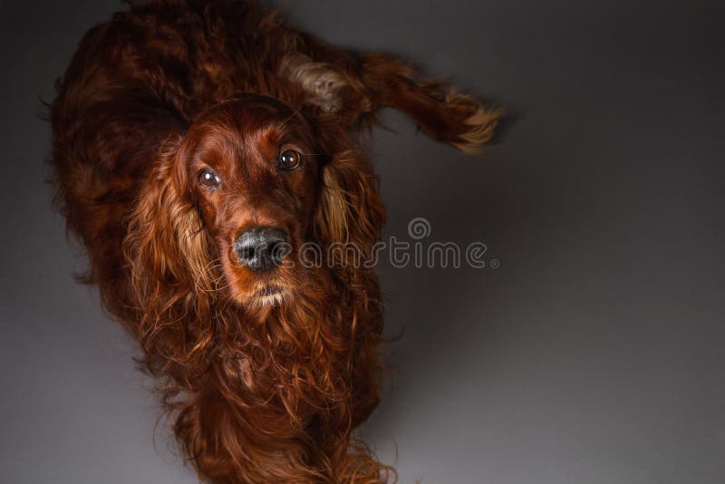 Portrait of Irish Setter on Black Background Stock Image - Image of ...