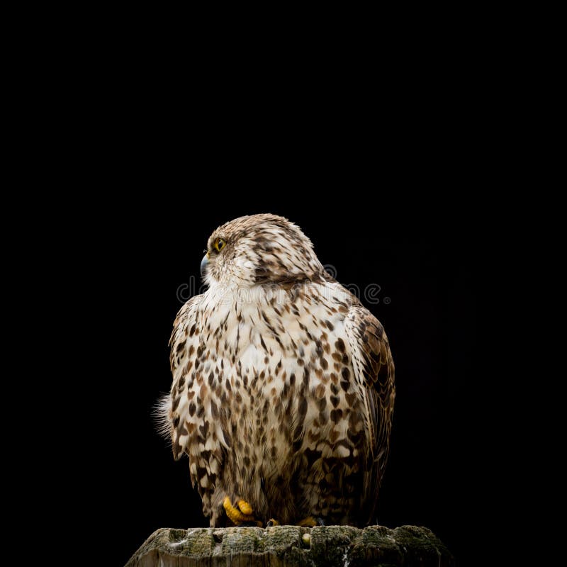 Isolated hawk in flight stock image. Image of color, nature - 5391621