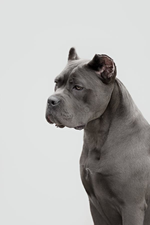 The Portrait of Italian Cane-corso Dog Stock Image - Image of lying ...