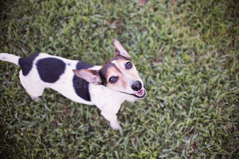 Portrait of Jack Russell Terrier Dog Stock Image - Image of green ...