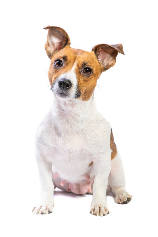 143 Side View Jack Russell Terrier Sitting Stock Photos - Free ...