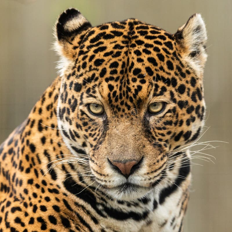 Portrait of a Jaguar in the Forest Stock Photo - Image of panther ...