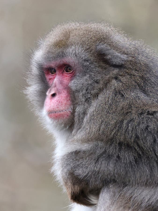 Portrait of a Japanese Macaque Stock Photo - Image of macaca, wild ...