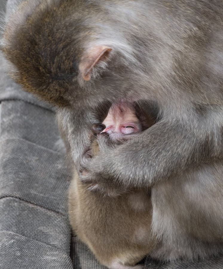 Portrait of a Japanese Macaque Snow Monkey Stock Image - Image of ...