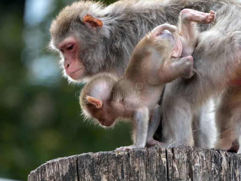 281 Monkey Fur Texture Stock Photos - Free & Royalty-Free Stock Photos ...