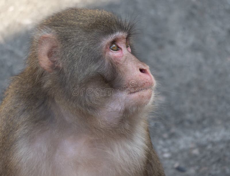 281 Monkey Fur Texture Stock Photos - Free & Royalty-Free Stock Photos ...