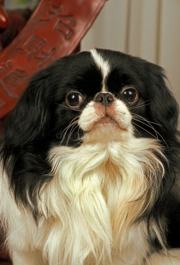 Japanese Spaniel stock image. Image of spaniel, animal - 25097879