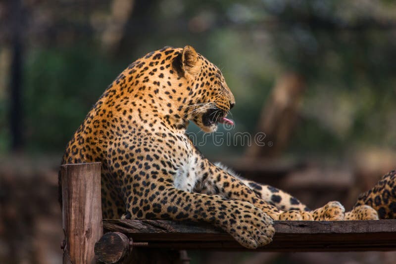 The Portrait of a Javan Leopard (panthera Pardus) Resting Stock Image ...