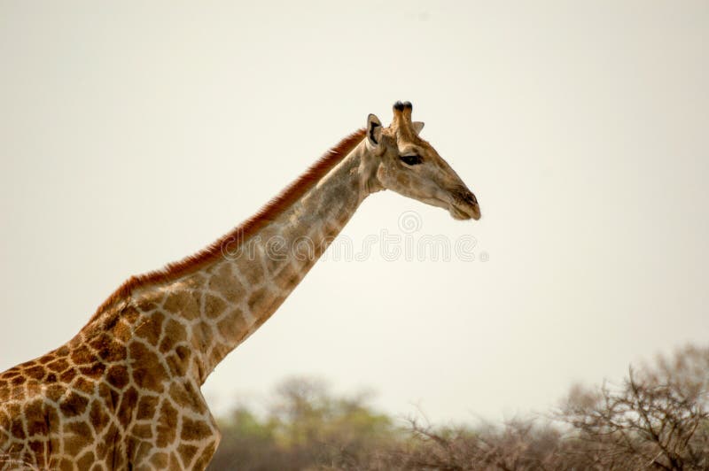 Portrait Jiraffe stock image. Image of giraffe, kilimanjaro - 83779861